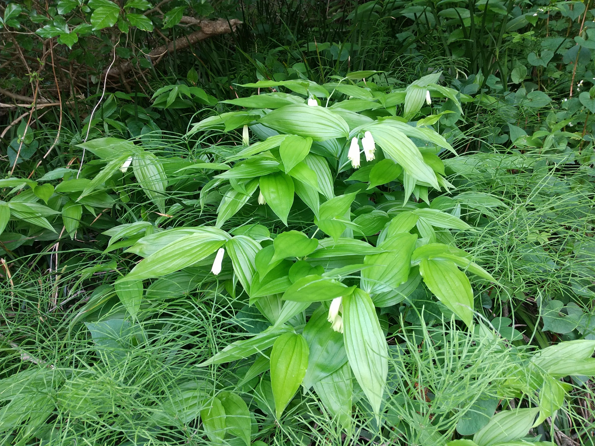 ナルコユリの採取と食べ方【食べられる山野草】 | クラシリカ。